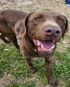 Heart of Texas Labrador Rescue
